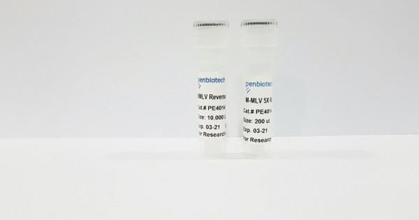 MMLV RT (10000 units)