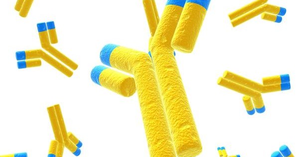 MMP23B Rabbit Polyclonal (100 μg)