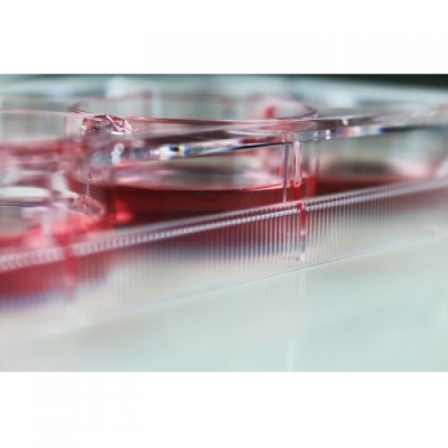Cell, Culture