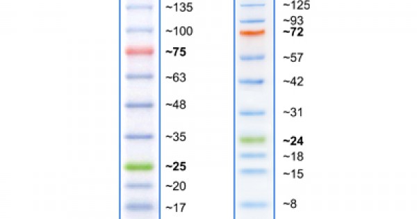 BLUelf Prestained Protein Ladder 500 ul