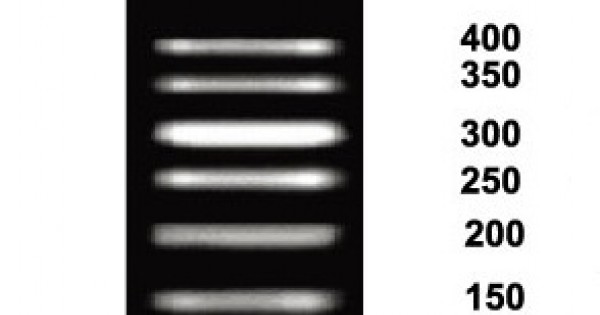 50 bp DNA ladder (50 lanes)