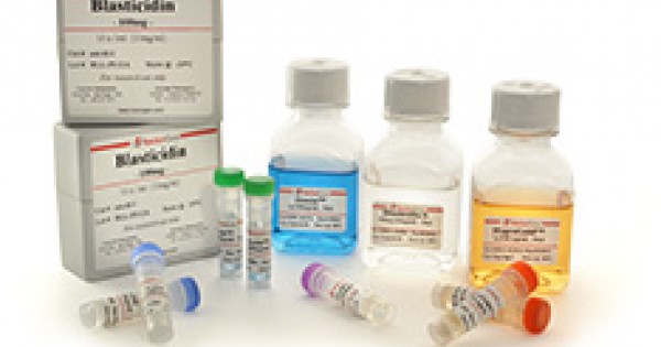 Phleomycin 250 mg, powder